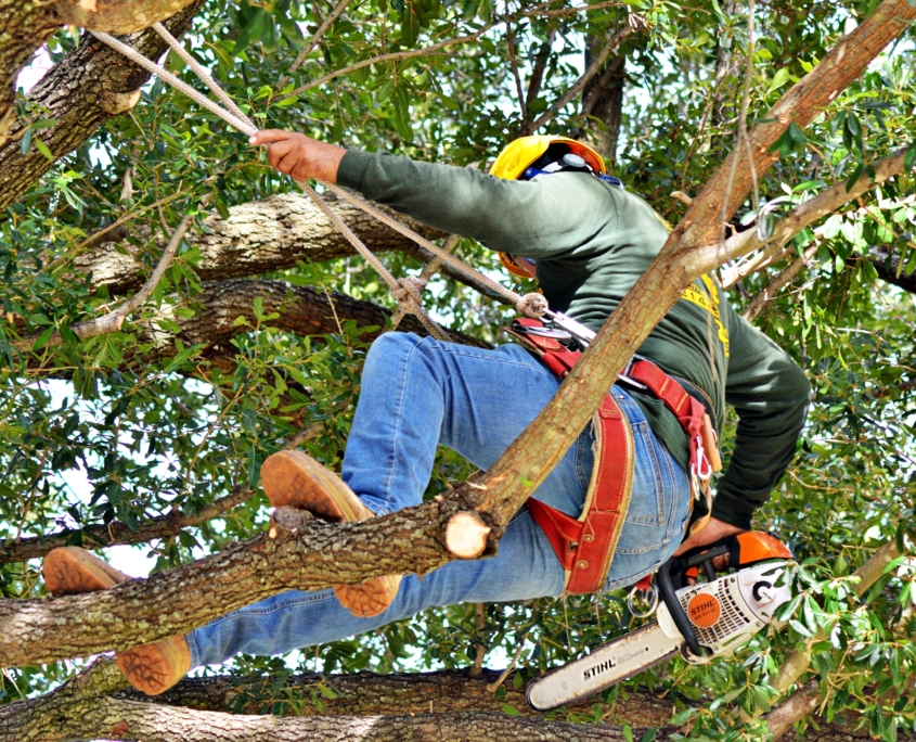Tree Service Dallas | Trimming and Removal | Green Pine