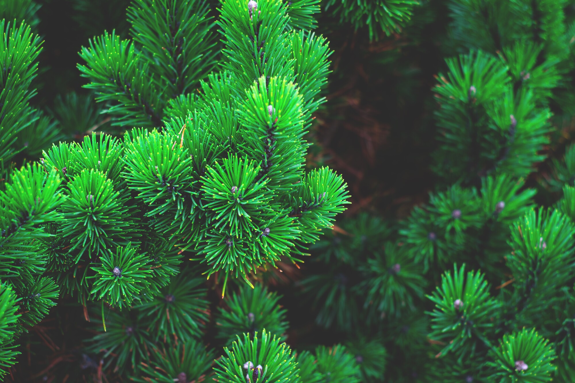 3 Tips for Pruning Pine Trees - Green Pine Tree Service