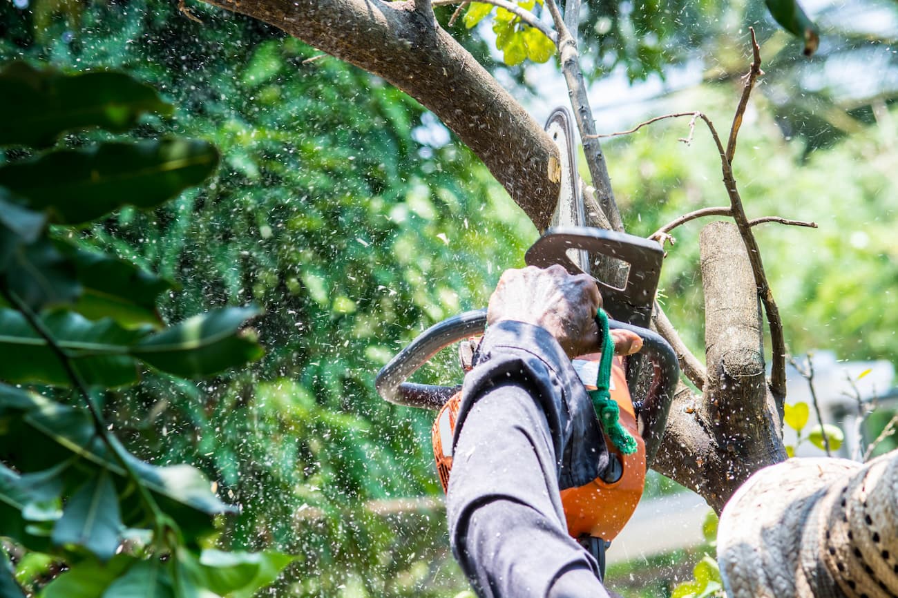 When to Call a Professional Tree Service in Dallas