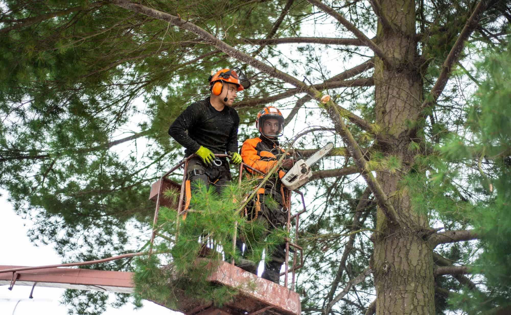 5 Essential Tips for Proper Tree Trimming in Dallas - Green Pine Tree ...