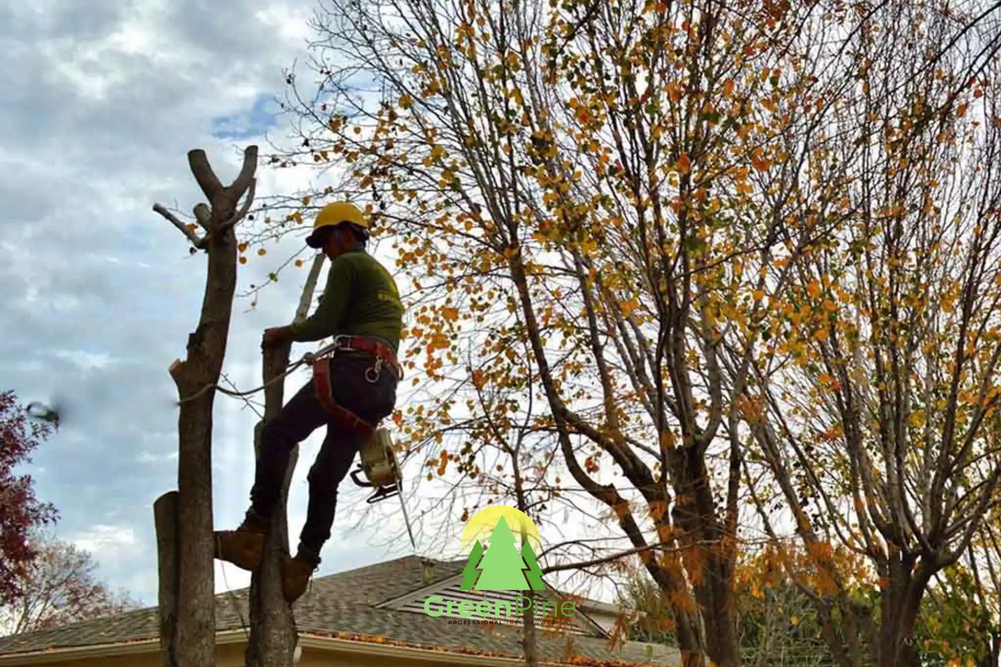 Why Professional Tree Services are Often Essential for Businesses