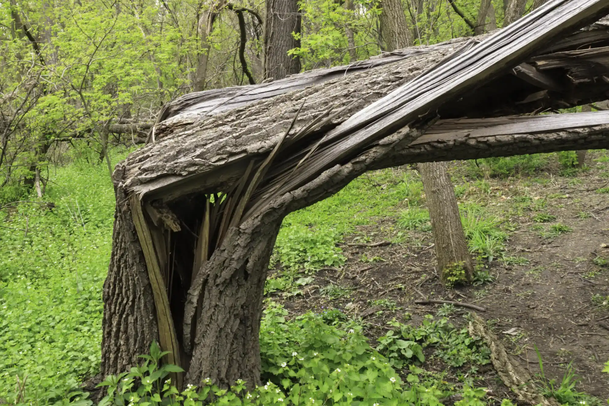 The Hidden Danger of a Damaged Tree - Green Pine Tree Service