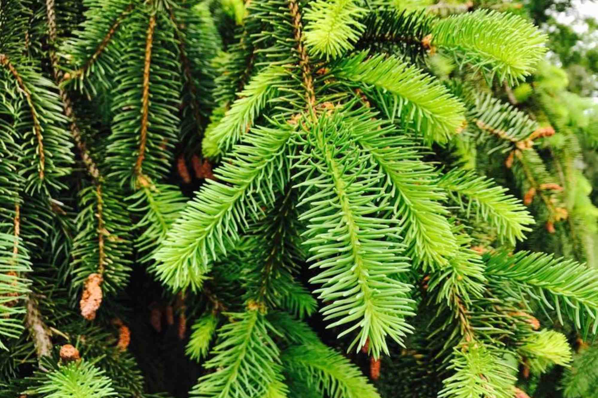 The Benefits of Hiring Green Pine Tree Service