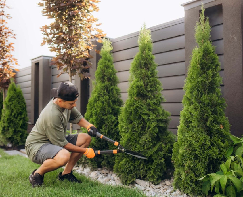 Tree Service Dallas | Trimming and Removal | Green Pine