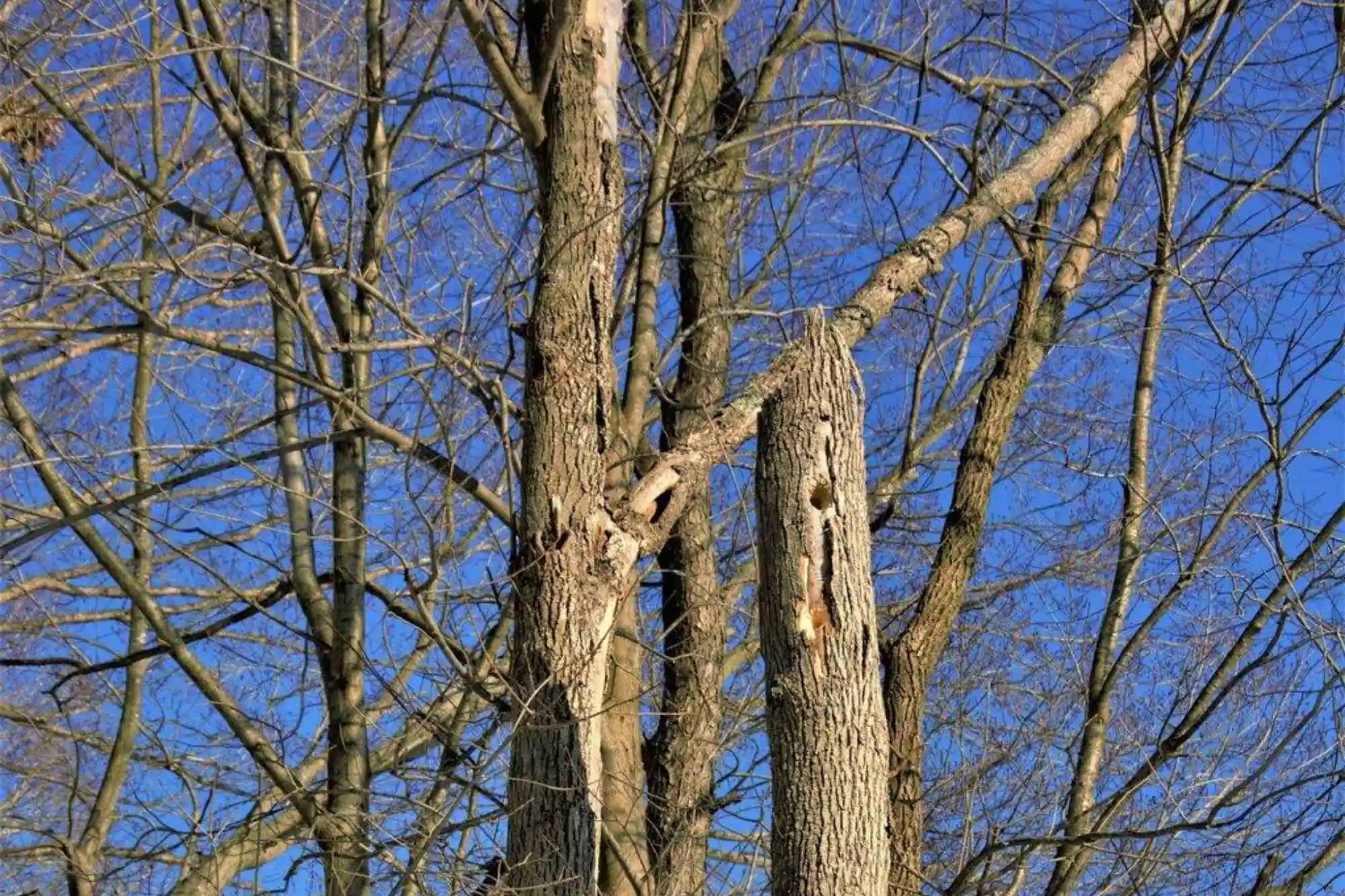 5 Signs It's Time to Cut Down a Dangerous Tree - Green Pine Tree Service