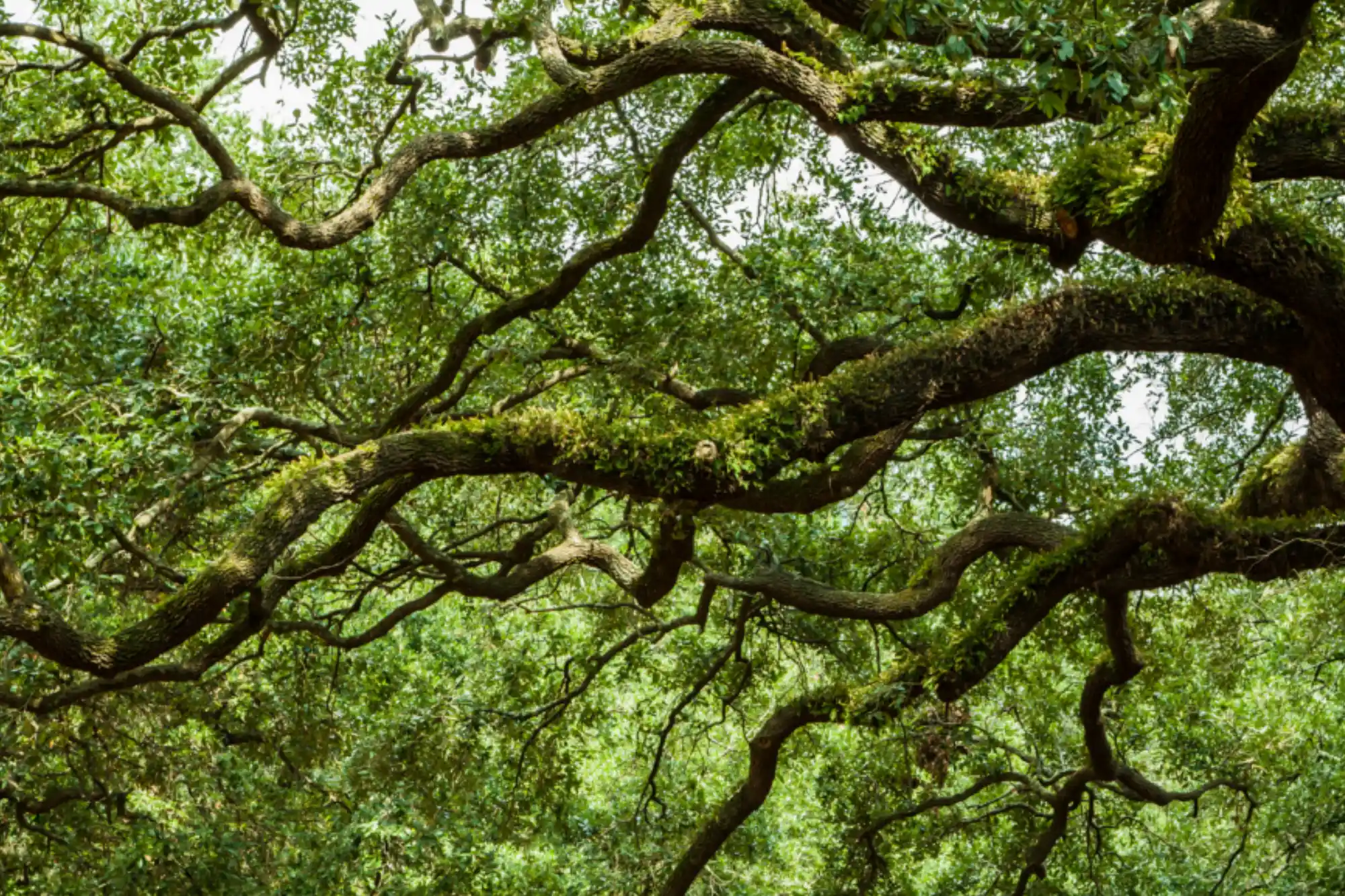 Common Texas trees in your backyard and how to care for them - Green ...