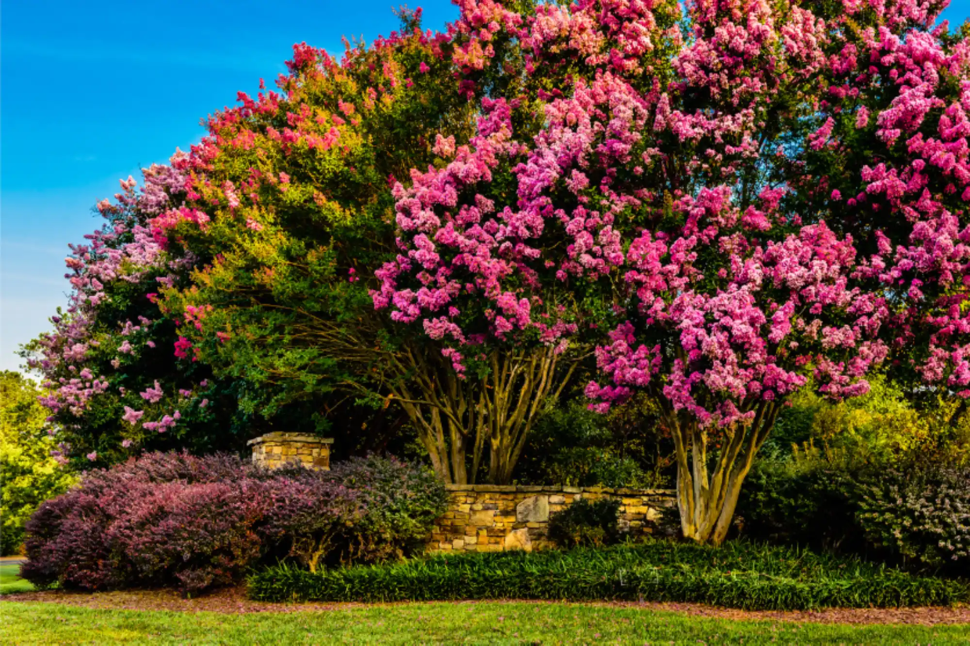 When is it best to prune a Crepe Myrtle tree? - Green Pine Tree Service