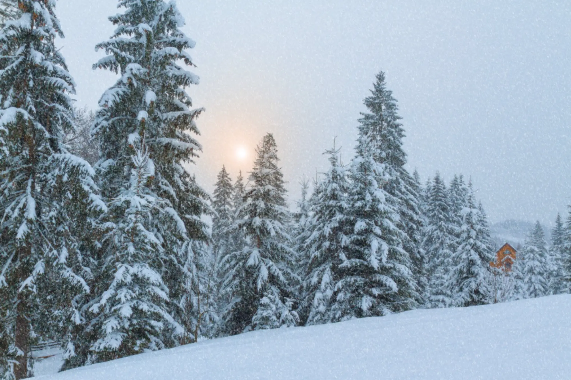 How to properly care for a tree in the cold in Texas - Green Pine Tree ...