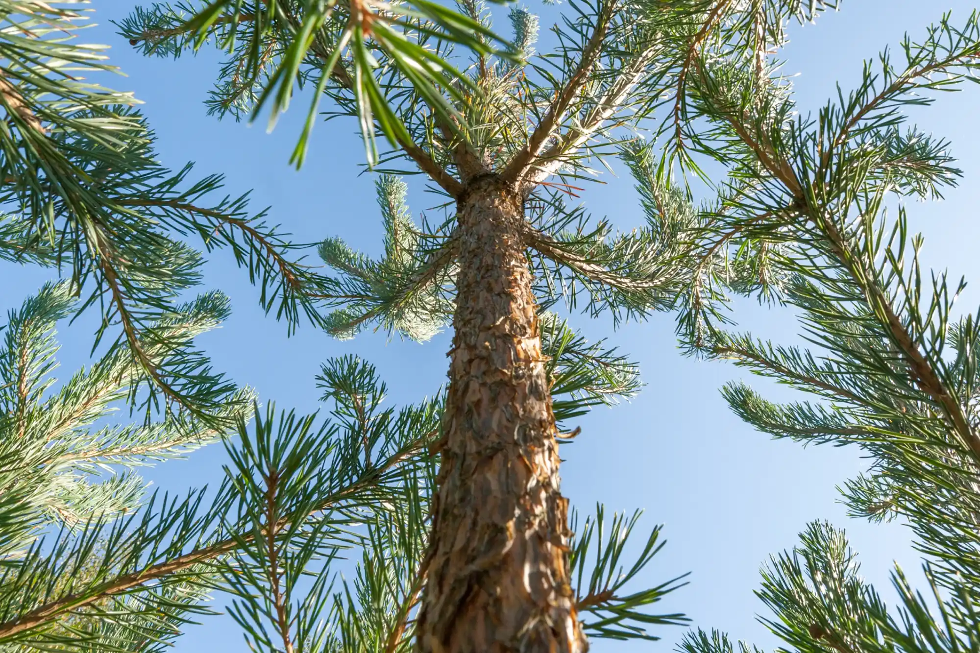Best Time to Trim a Pine Tree - Green Pine Tree Service