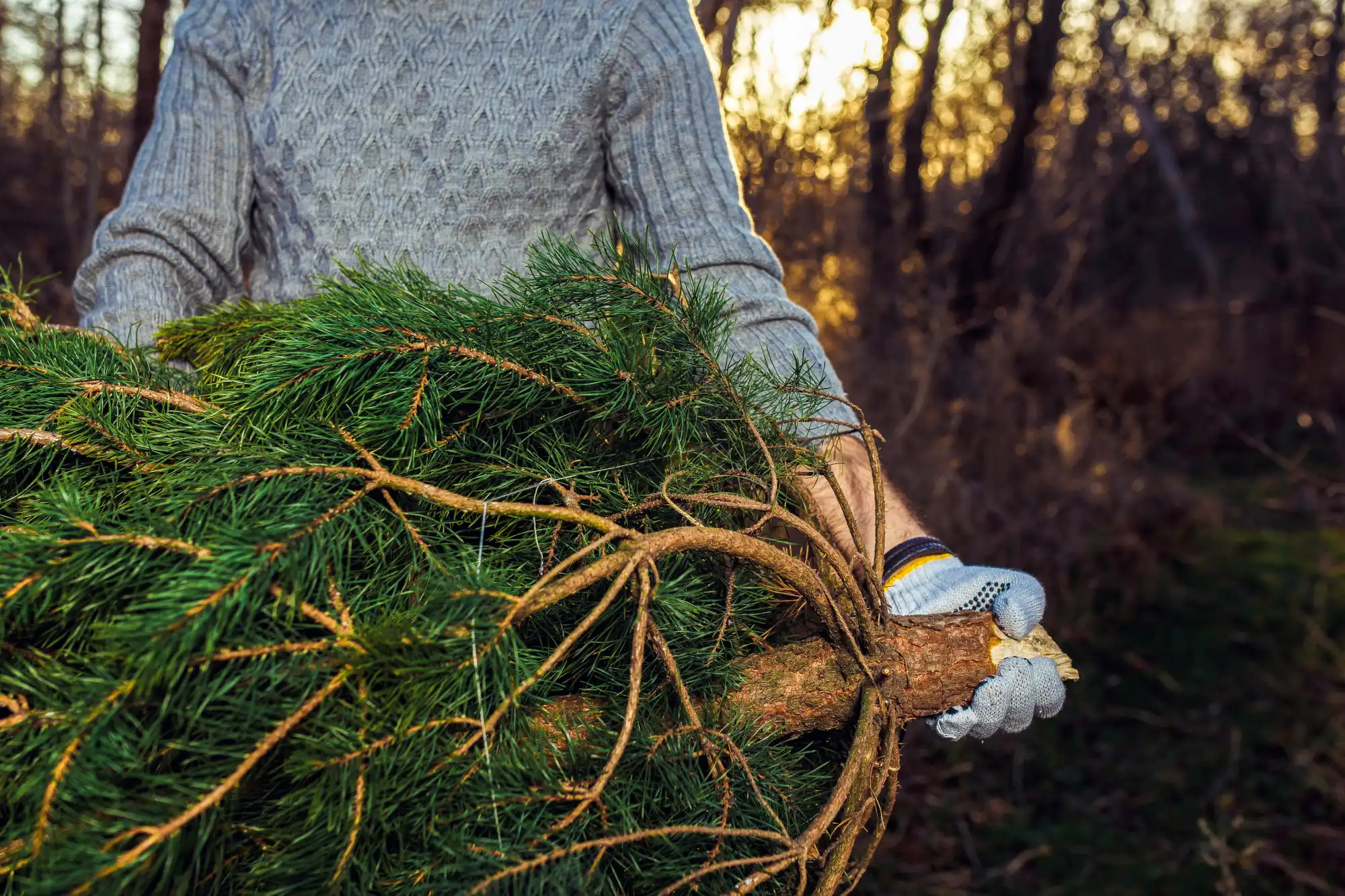 Pine Tree Cutting and Shaping - Green Pine Tree Service