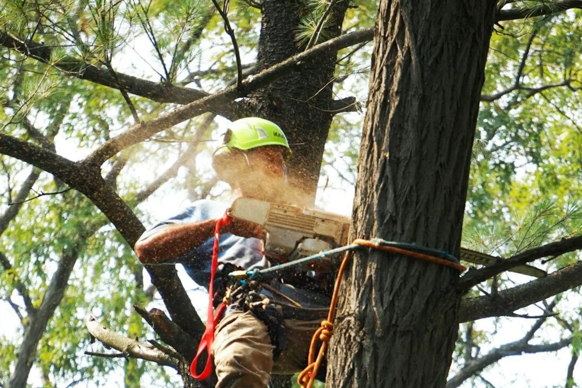 6 Essential Questions to Ask Your Dallas, TX Arborist - Green Pine Tree ...