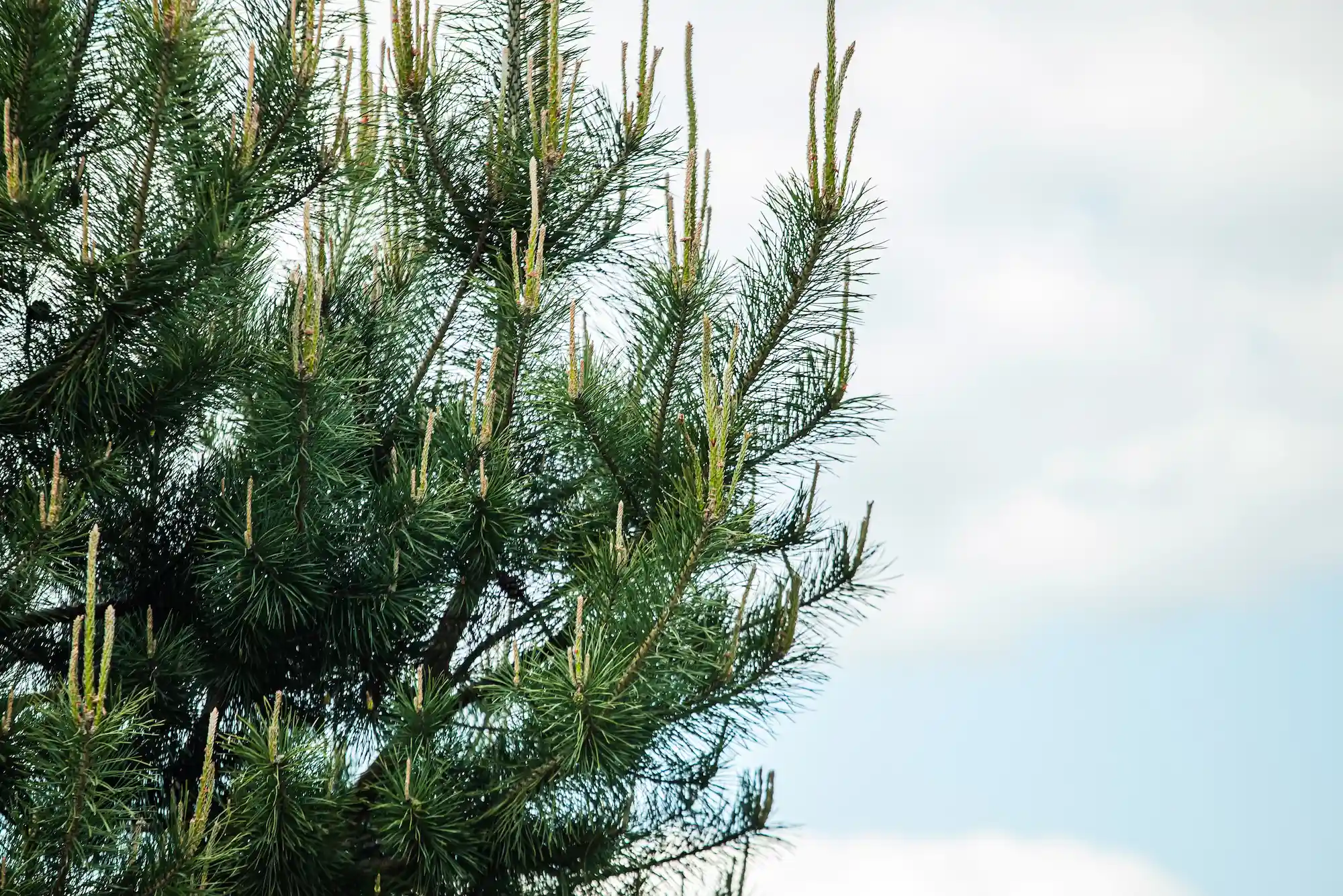 Fall Pine Tree Shaping in Dallas, TX: What You Need to Know - Green ...