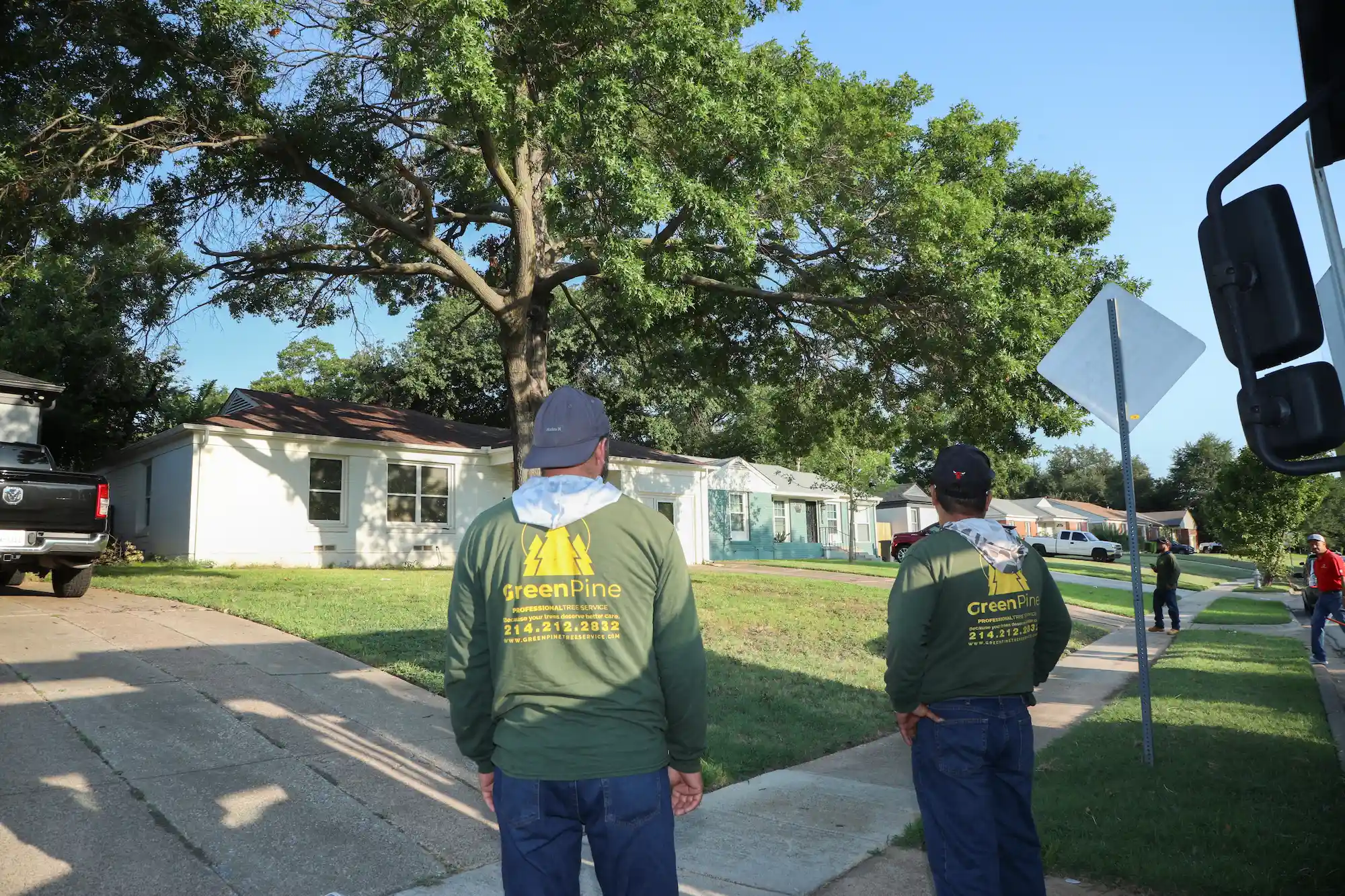 Signs Your Tree Needs Professional Attention This Fall - Green Pine ...