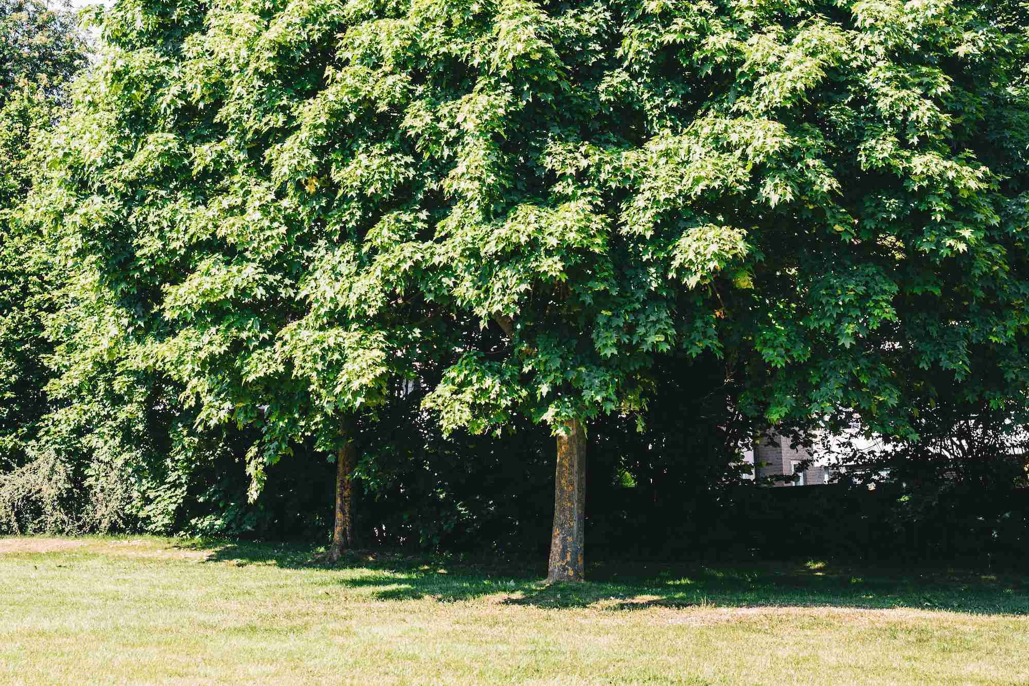 The Benefits of Hiring Certified Arborists for Your Tree Care - Green ...